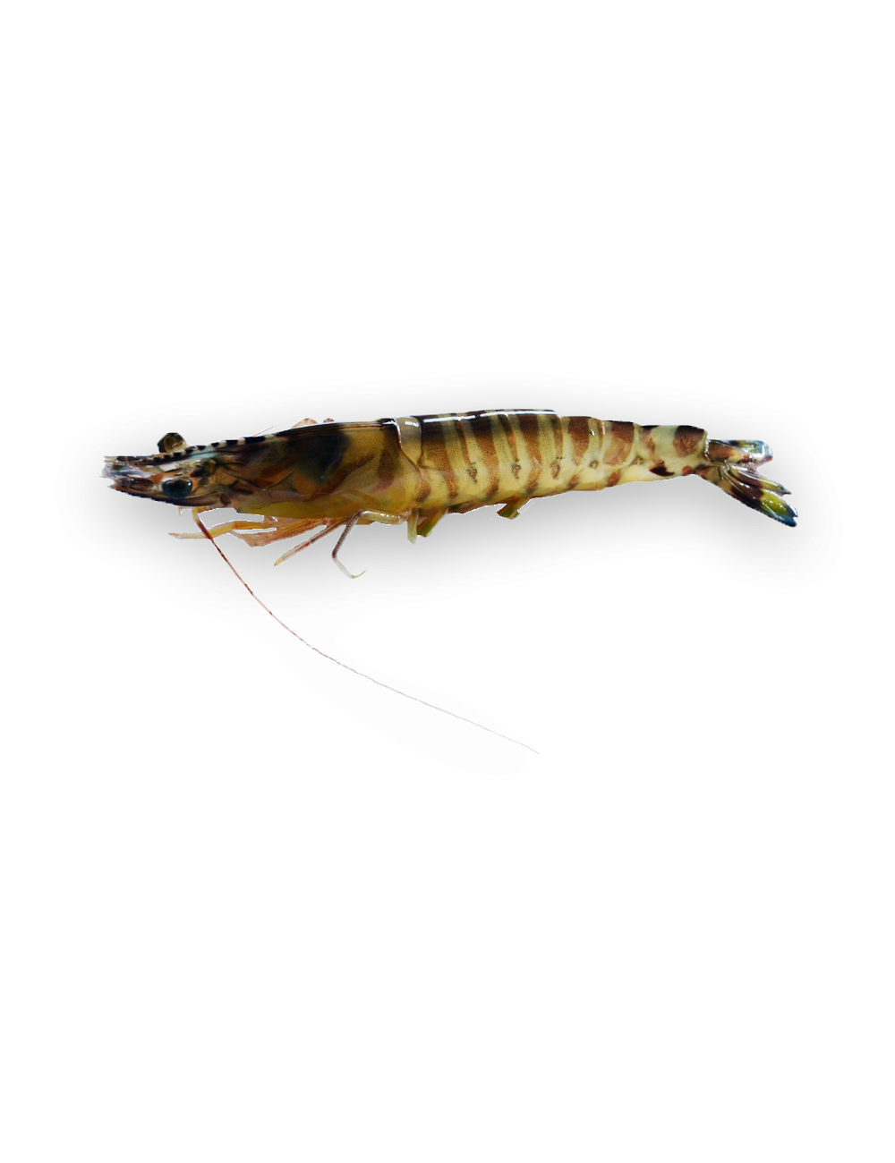 Grosse Crevette 20/30, 2kg